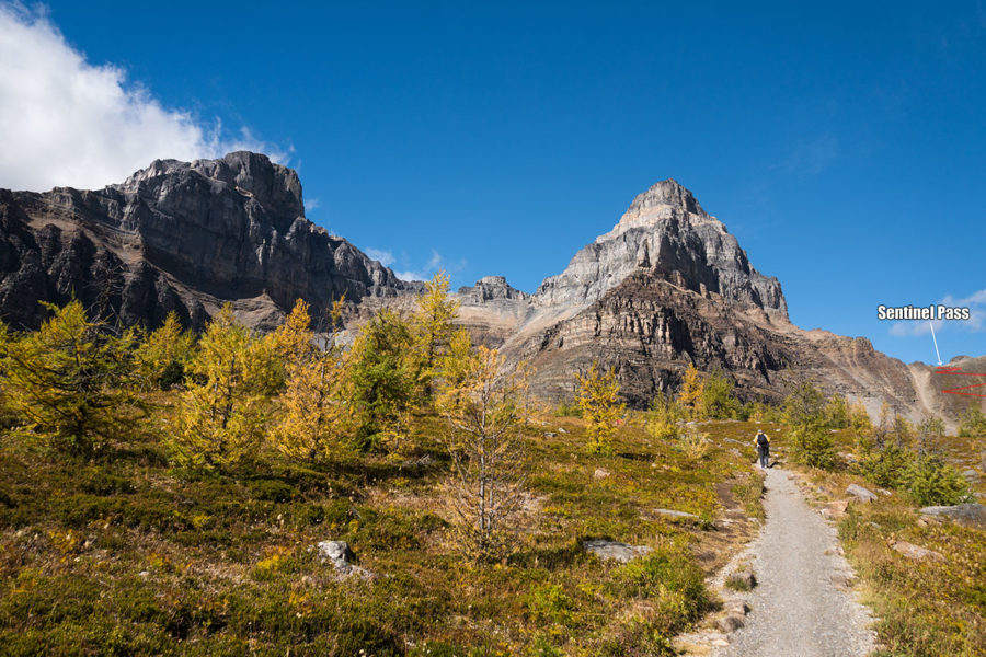 Larch Valley Trail to Sentinel Pass Day Hike in Banff National Park ...